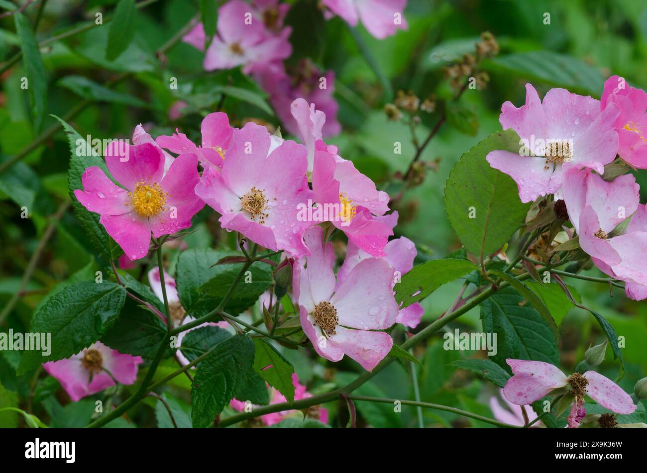 Prairie rose hi-res stock photography and images - Alamy