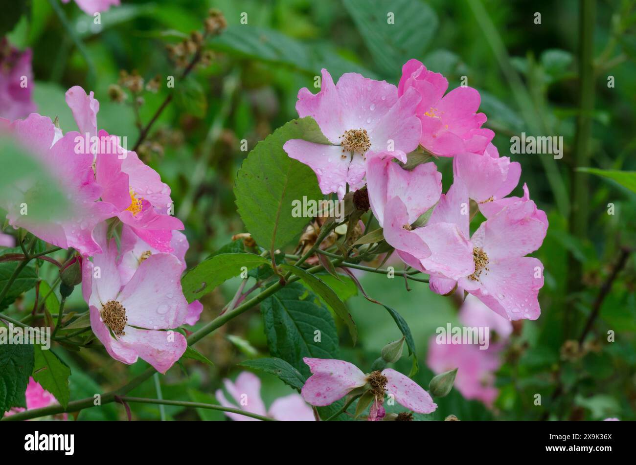 Climbing Prairie Rose, Rosa setigera Stock Photo - Alamy