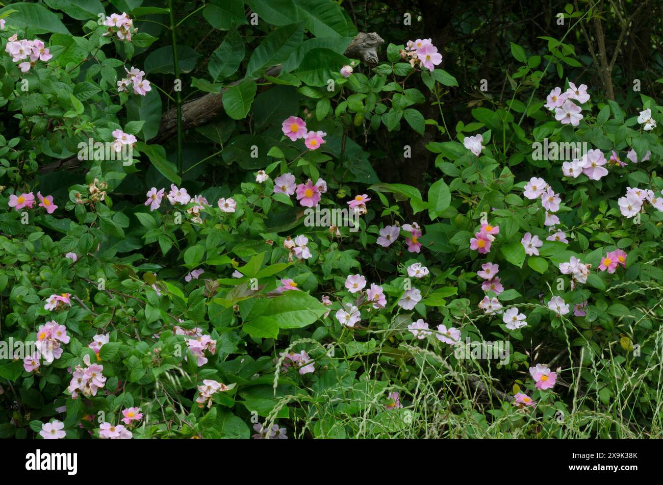 Climbing Prairie Rose, Rosa setigera Stock Photo - Alamy