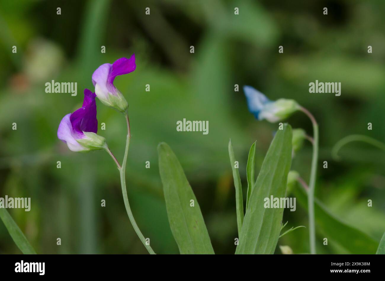 Caley s hi-res stock photography and images - Alamy