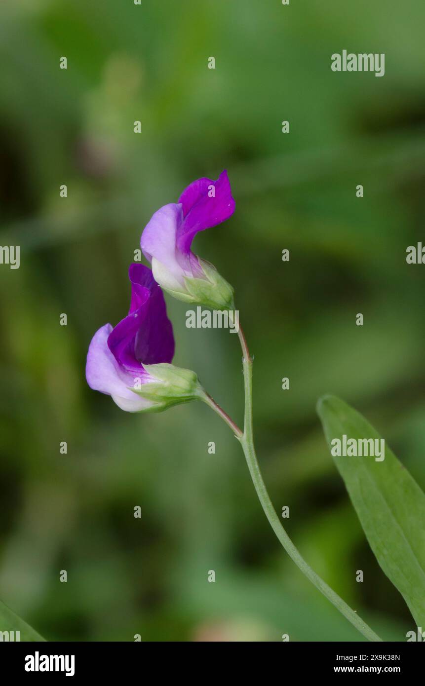 Caley s hi-res stock photography and images - Alamy