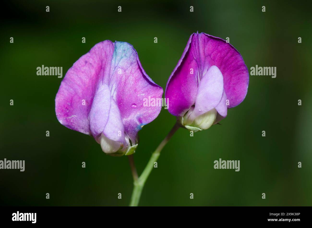 Caley s hi-res stock photography and images - Alamy