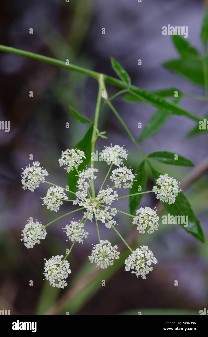Spotted Water Hemlock, Cicuta maculata Stock Photo - Alamy