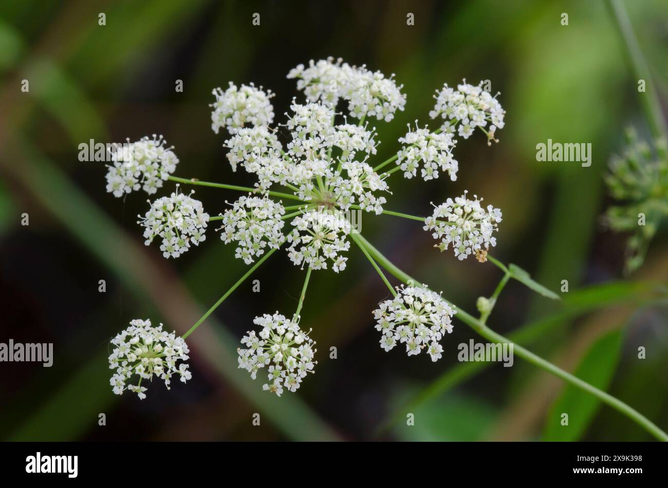Water hemlock hi-res stock photography and images - Alamy