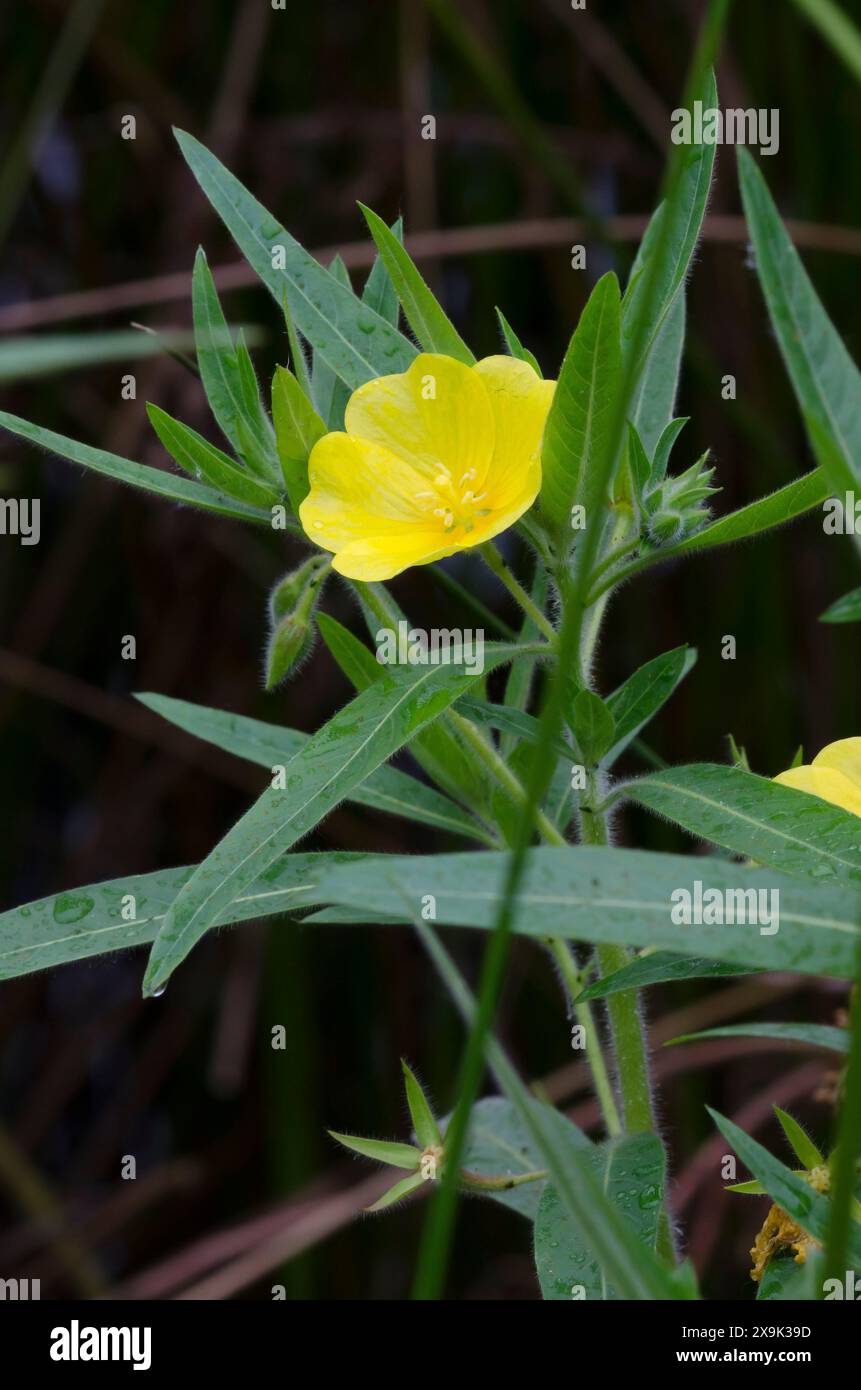 Large-flower Primrose-willow, Ludwigia grandiflora Stock Photo - Alamy