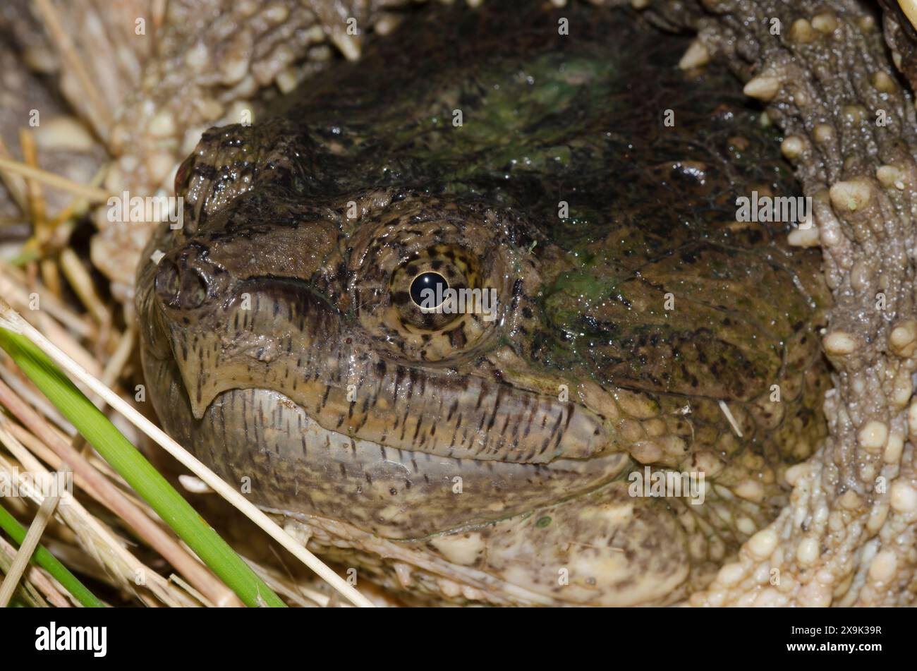 Common Snapping Turtle, Chelydra serpentina Stock Photo - Alamy