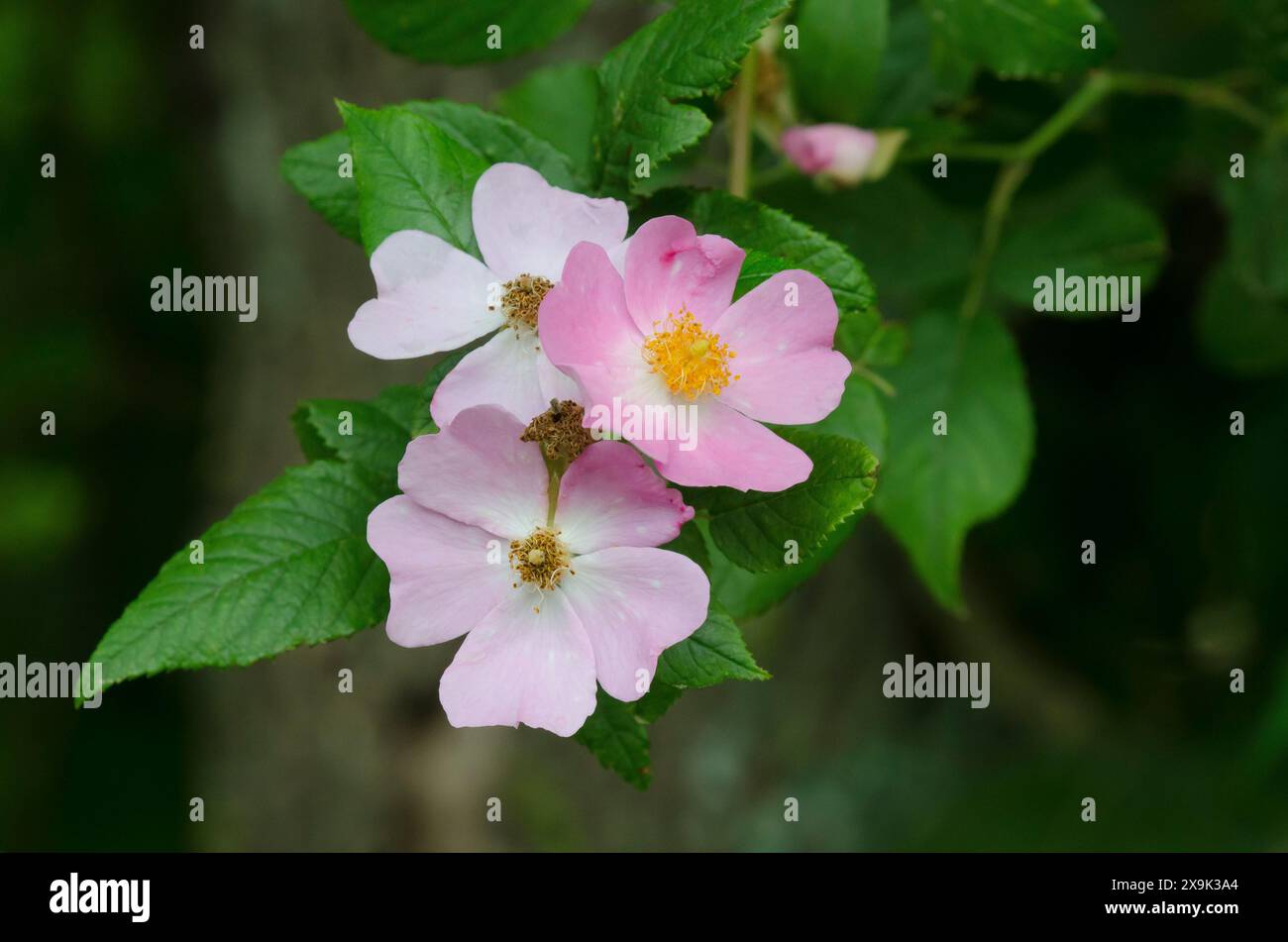 Climbing Prairie Rose, Rosa setigera Stock Photo - Alamy