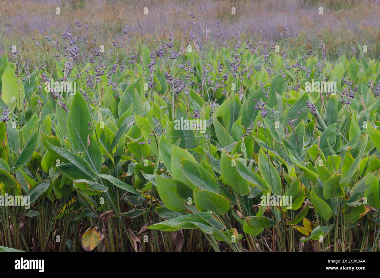 Powdery Alligator-flag, Thalia dealbata Stock Photo - Alamy