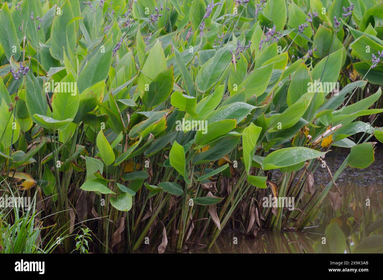 Powdery Alligator-flag, Thalia dealbata Stock Photo - Alamy