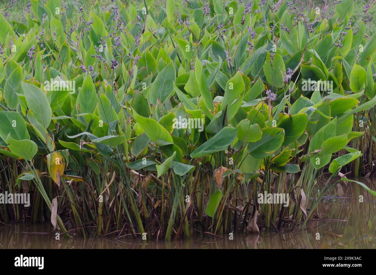 Powdery Alligator-flag, Thalia dealbata Stock Photo - Alamy