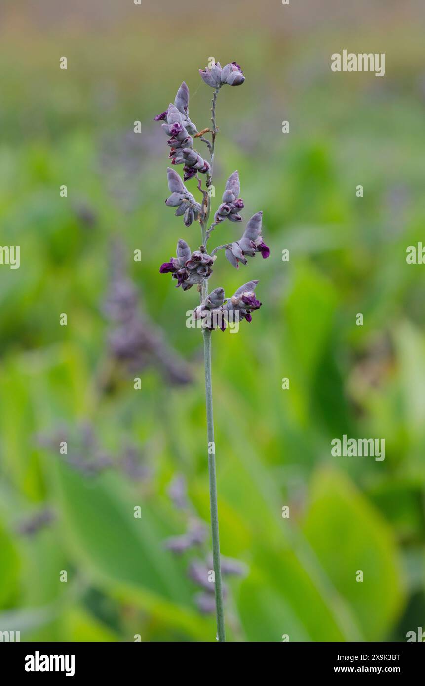 Powdery Alligator-flag, Thalia dealbata Stock Photo - Alamy