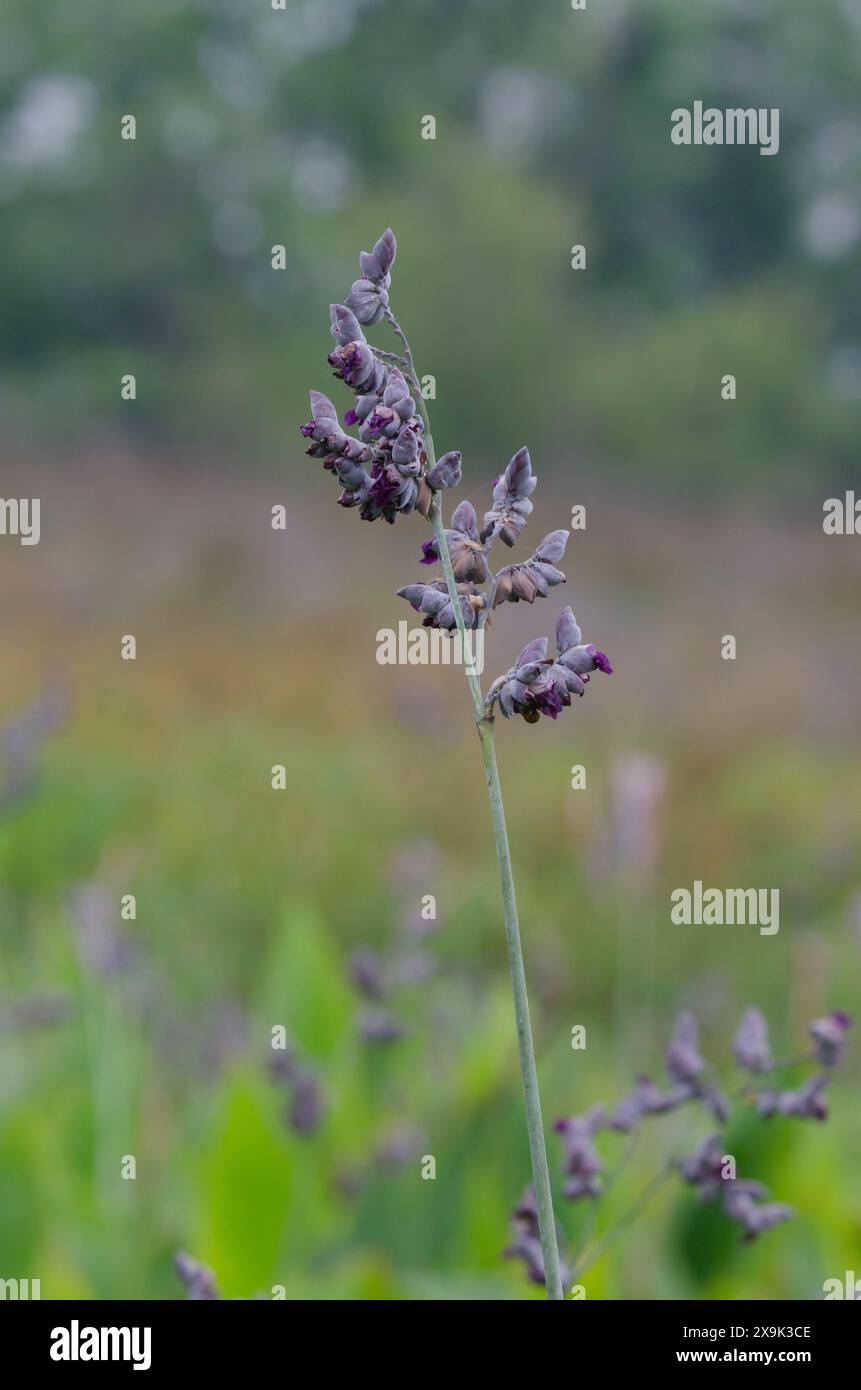 Powdery Alligator-flag, Thalia dealbata Stock Photo - Alamy
