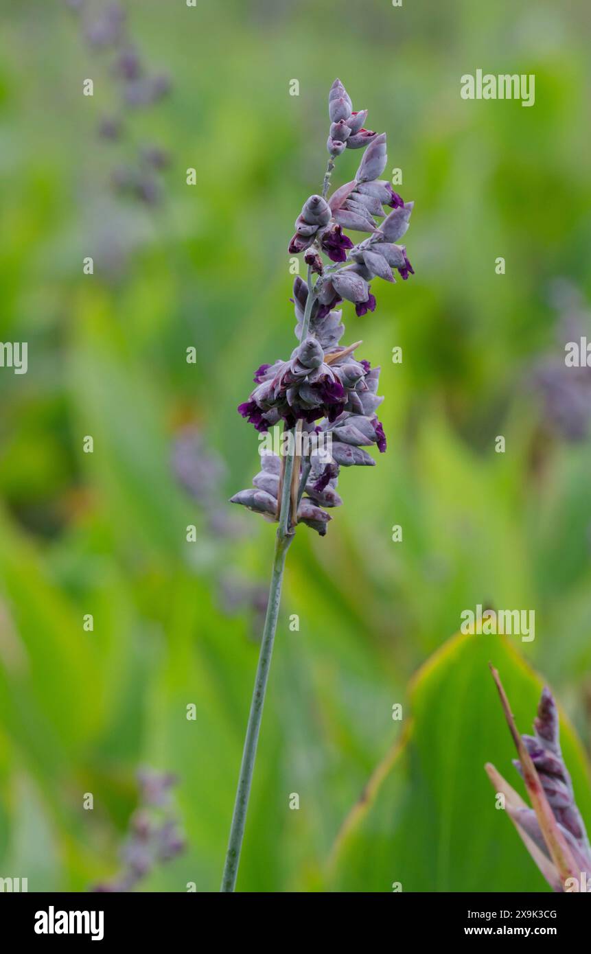 Powdery Alligator-flag, Thalia dealbata Stock Photo - Alamy