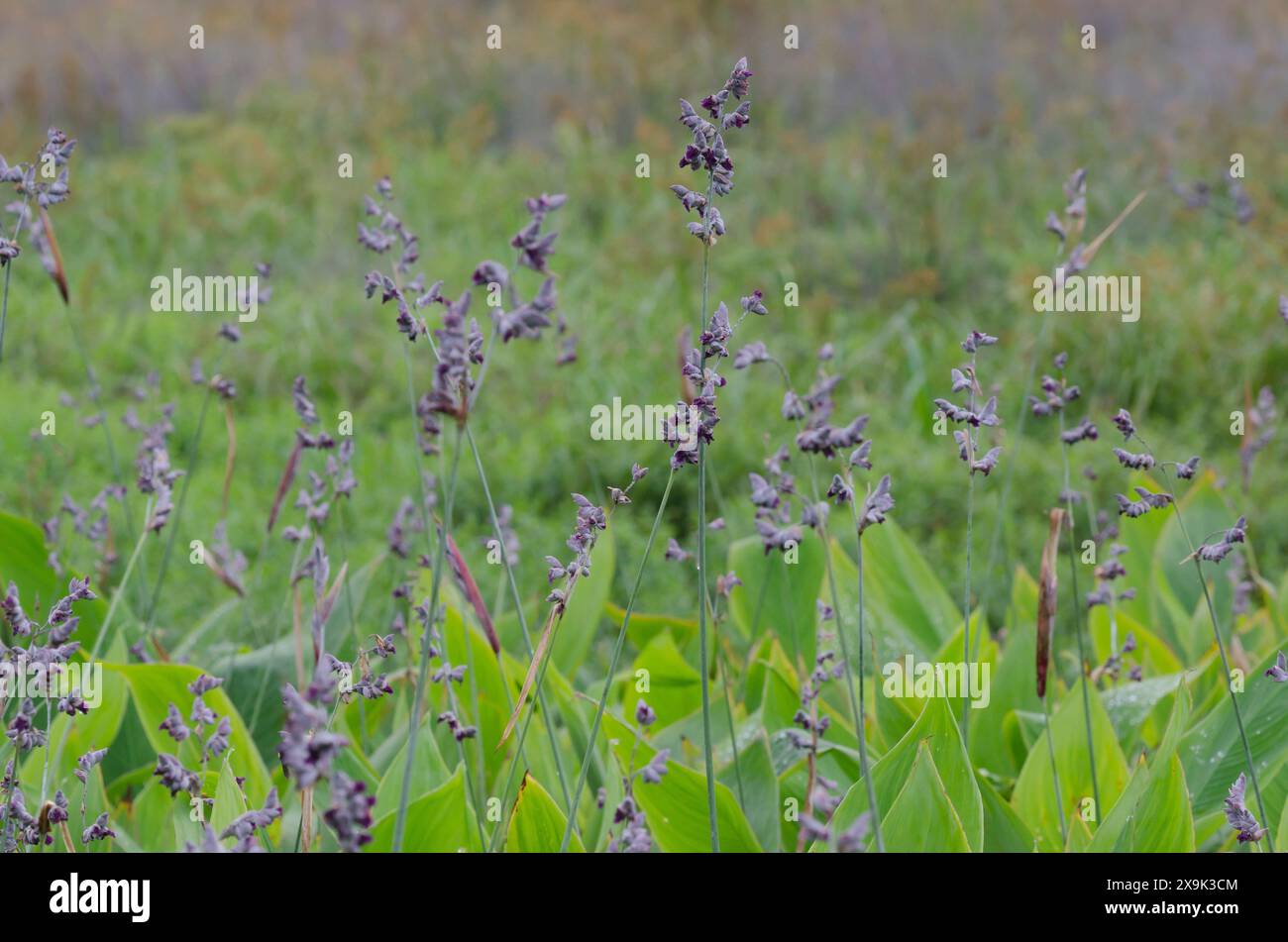 Powdery Alligator-flag, Thalia dealbata Stock Photo - Alamy