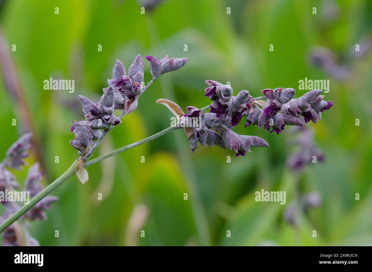 Powdery Alligator-flag, Thalia dealbata Stock Photo - Alamy