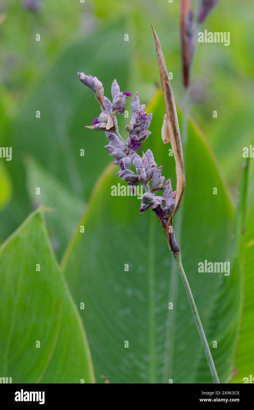Powdery Alligator-flag, Thalia dealbata Stock Photo - Alamy