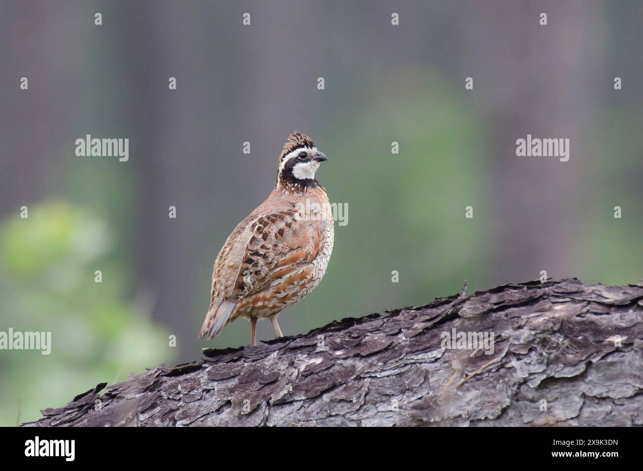 Northern Bobwhite, Colinus virginianus, male Stock Photo - Alamy