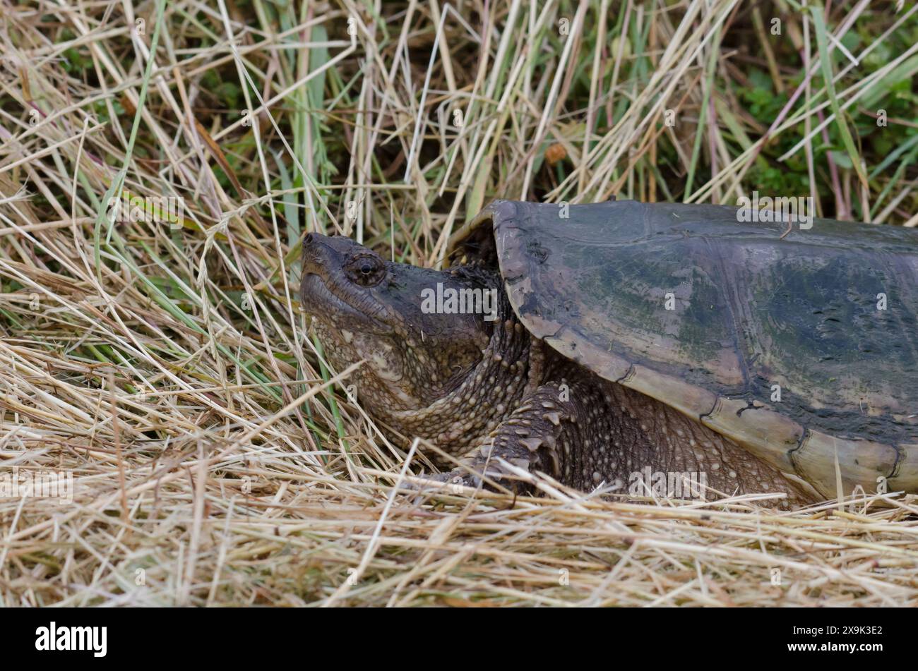Common snapping turtle chelydra serpentina hi-res stock photography and ...