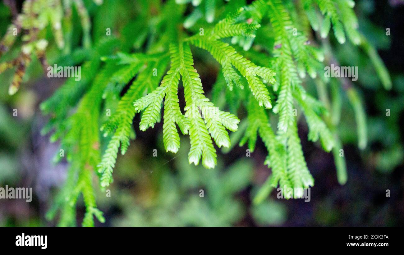 Selaginella kraussiana (Krauss' spikemoss, Krauss's clubmoss, African ...