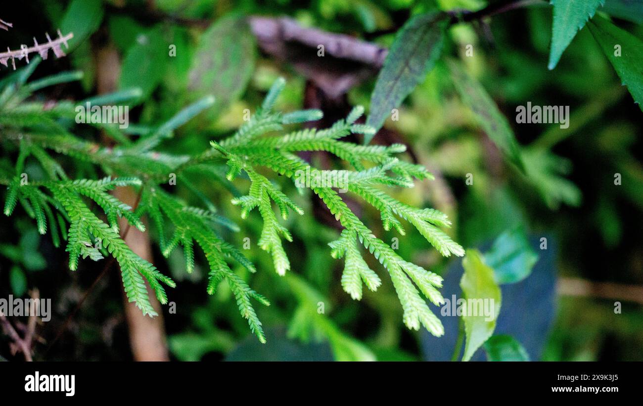 Selaginella kraussiana (Krauss' spikemoss, Krauss's clubmoss, African ...