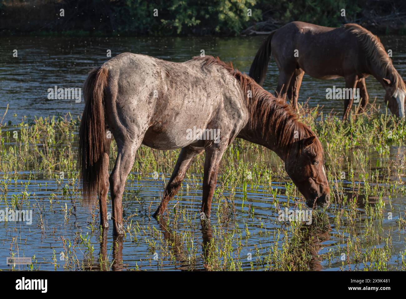 Cooling Off In The Hot Arizona Sun Stock Photo - Alamy
