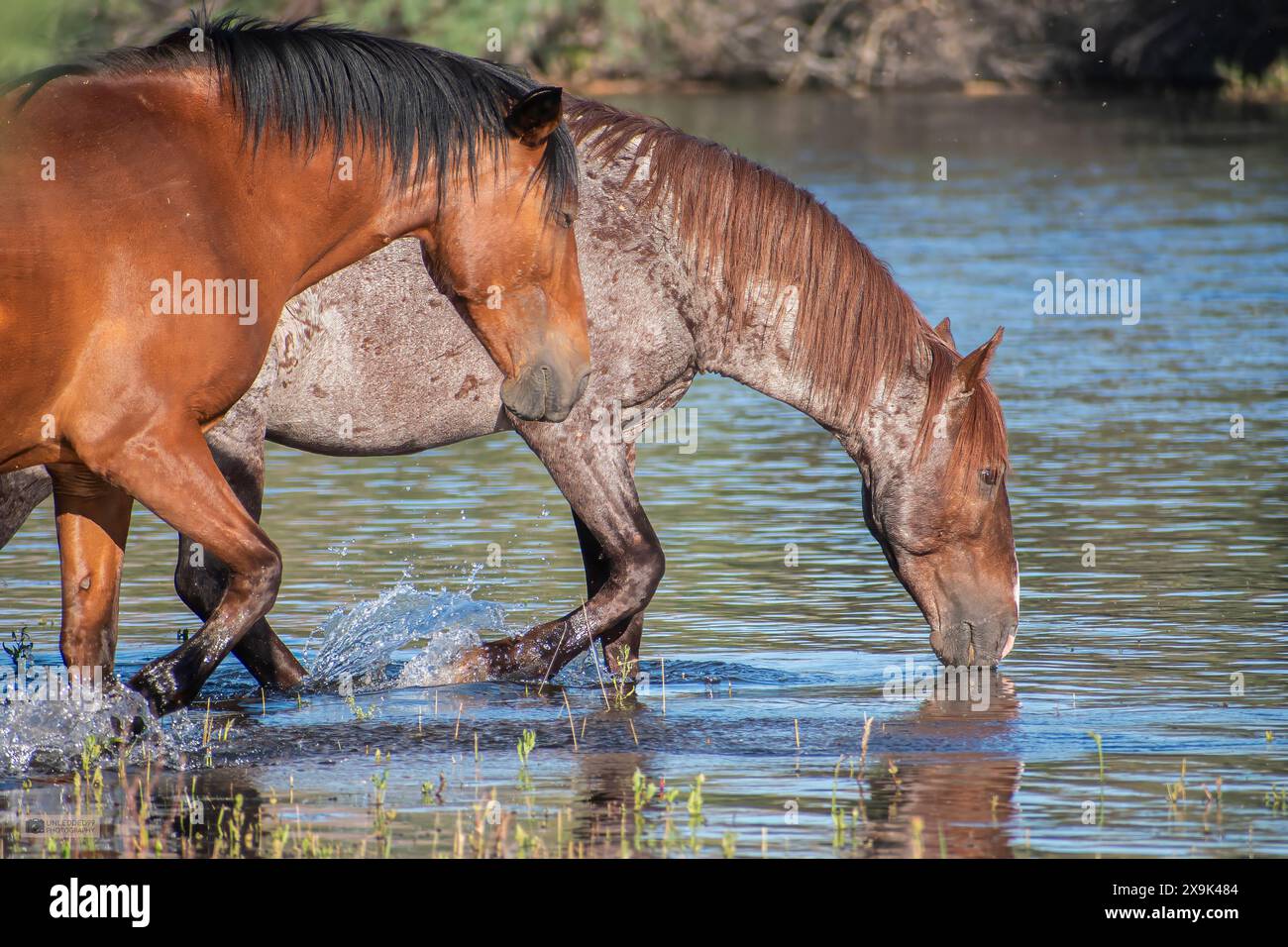 Stroll equestrian hi-res stock photography and images - Alamy