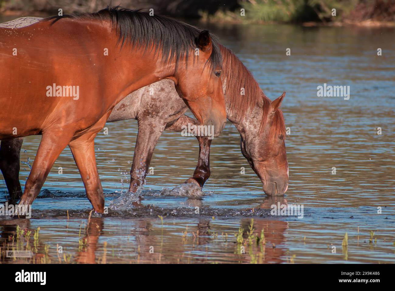 Conversation with an animals hi-res stock photography and images - Alamy