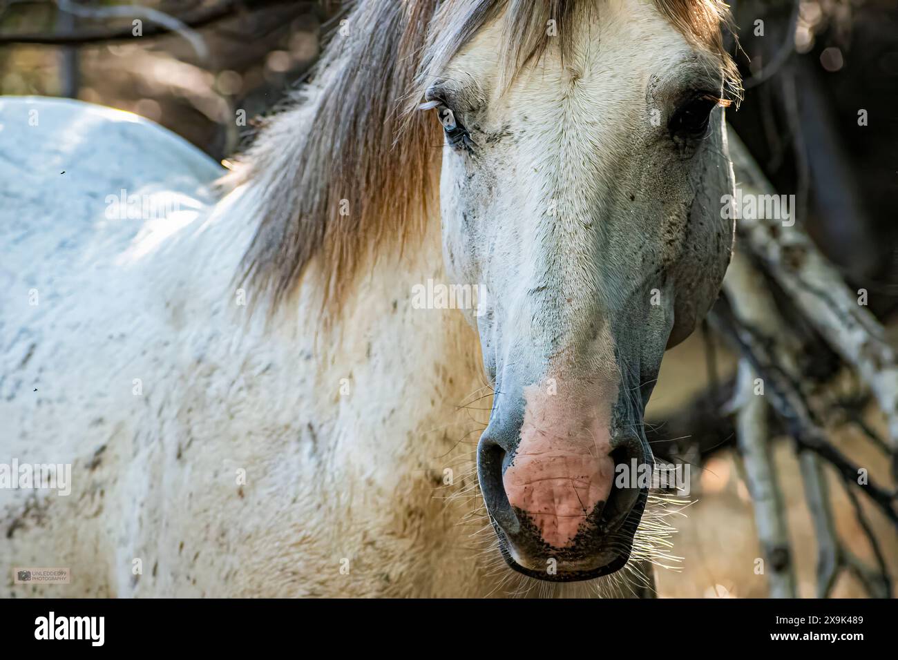 The Wild Horse Named Rascal Is Just Taking A Look Around Stock Photo ...