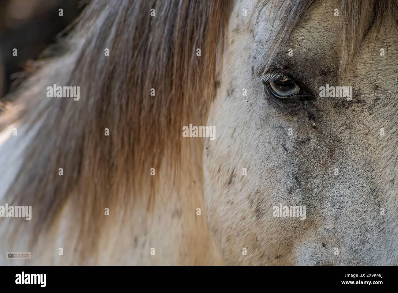 The Icy Blue Eyes Of The Wild Horse Named Rascal Stock Photo - Alamy