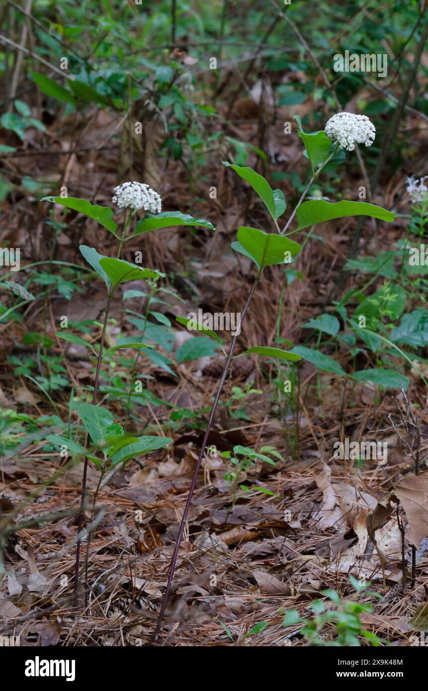 Redring Milkweed, Asclepias variegata Stock Photo - Alamy