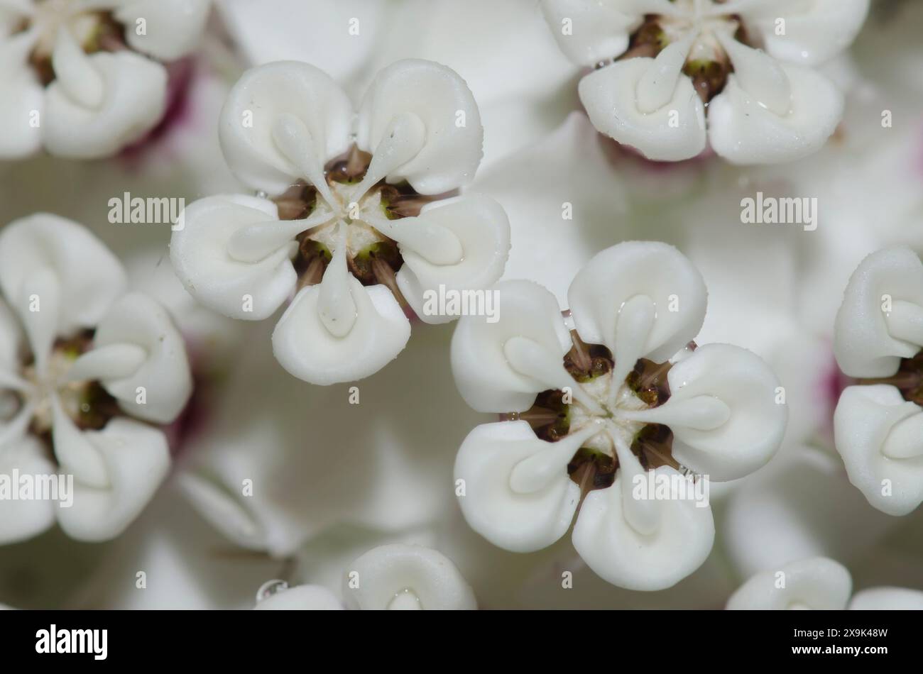Redring Milkweed, Asclepias variegata Stock Photo - Alamy