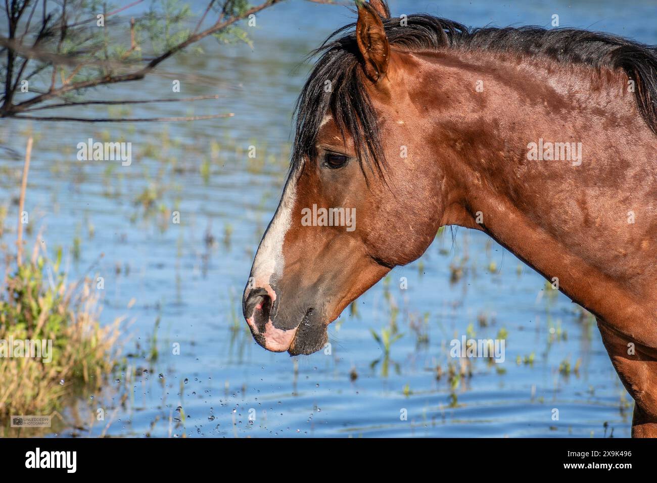 Equine profile shot hi-res stock photography and images - Alamy