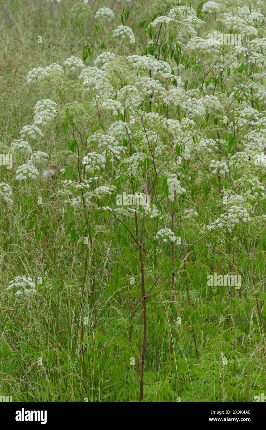 Spotted Water Hemlock, Cicuta maculata Stock Photo - Alamy