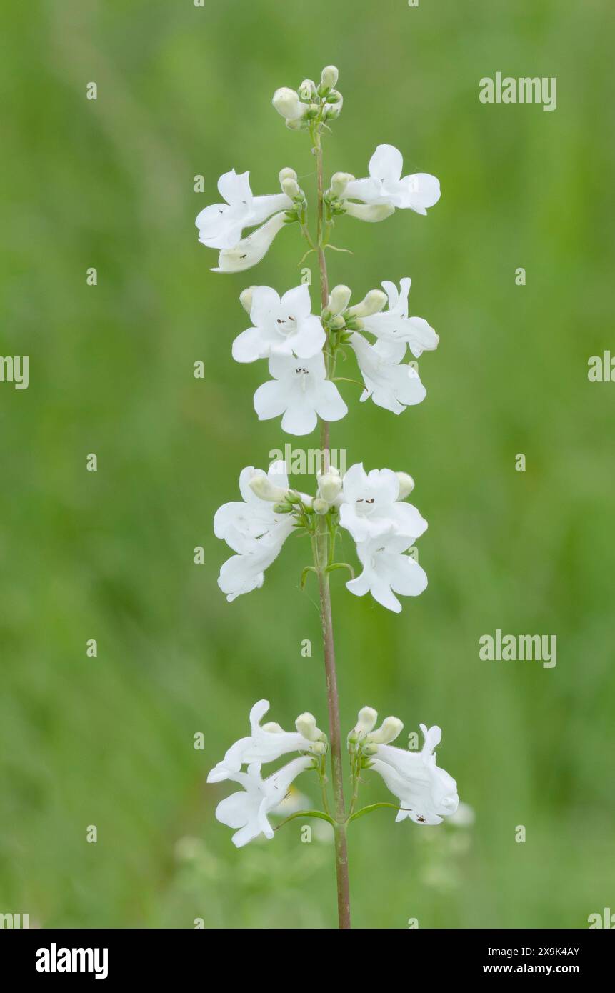 White wand beardtongue hi-res stock photography and images - Alamy