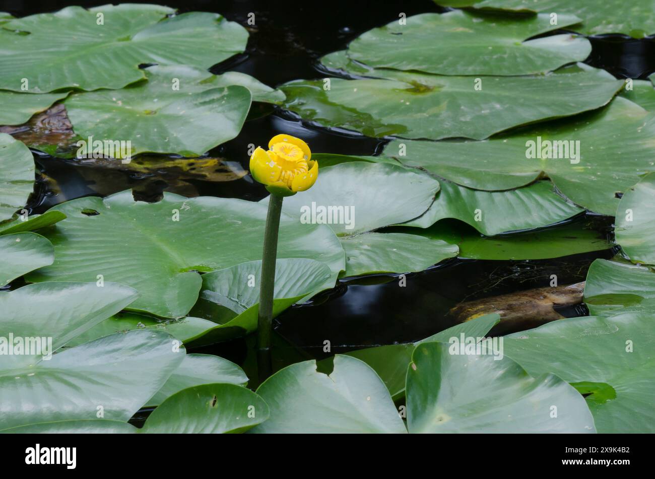 Yellow Pond-lily, Nuphar advena Stock Photo - Alamy