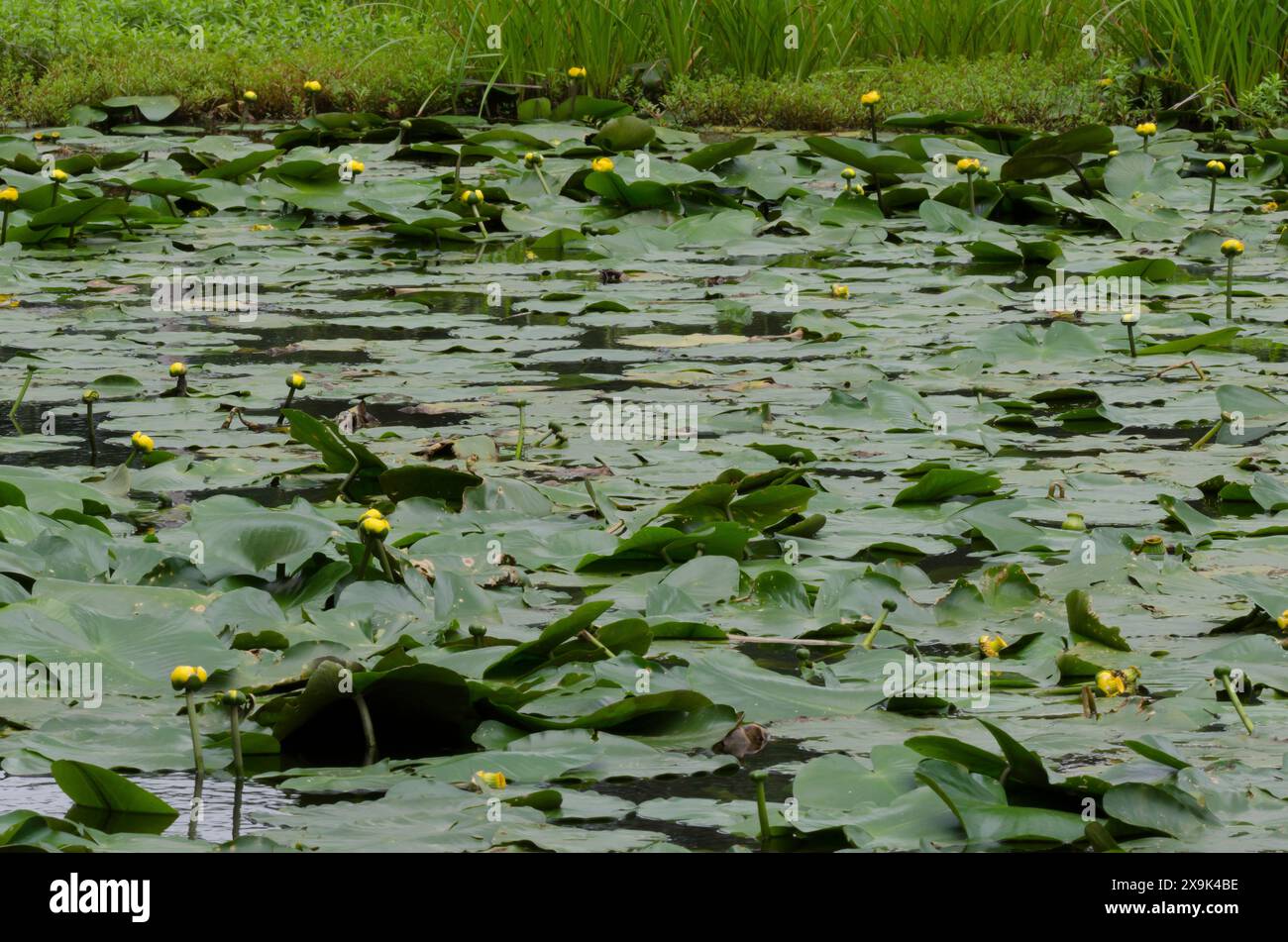 Yellow Pond-lily, Nuphar advena Stock Photo - Alamy