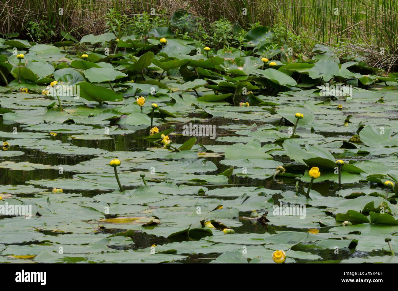 Yellow Pond-lily, Nuphar advena Stock Photo - Alamy