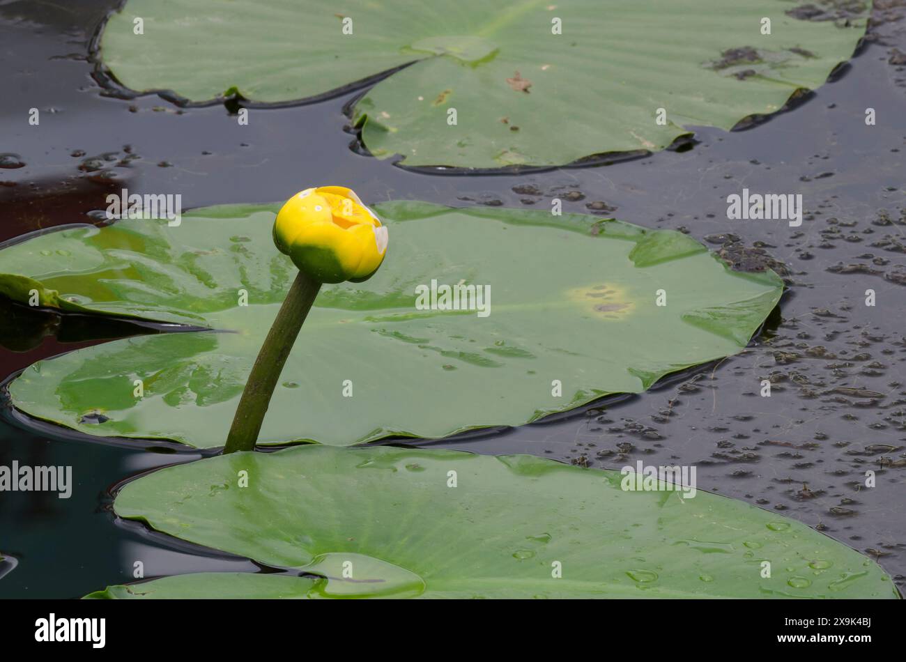 Yellow Pond-lily, Nuphar advena Stock Photo - Alamy