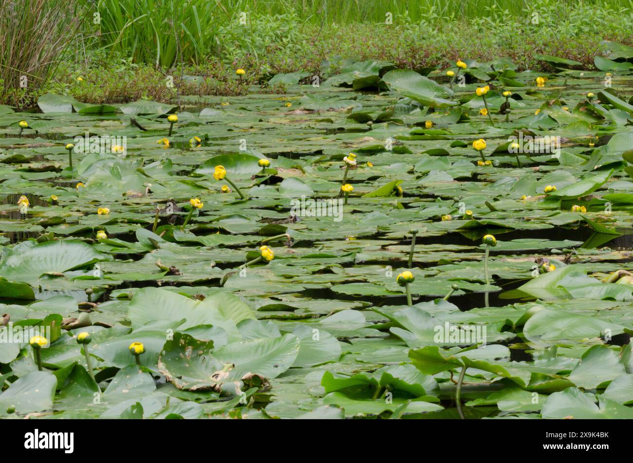 Yellow Pond-lily, Nuphar advena Stock Photo - Alamy