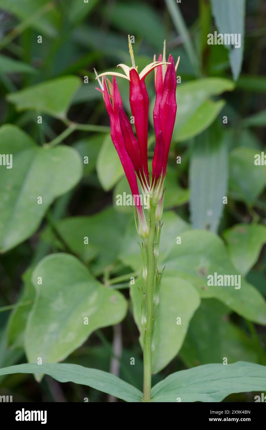 Indian Pink, Spigelia marilandica Stock Photo - Alamy