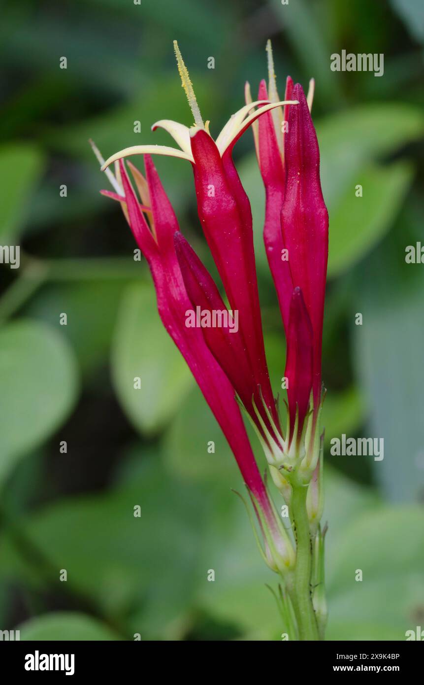 Indian Pink, Spigelia marilandica Stock Photo - Alamy