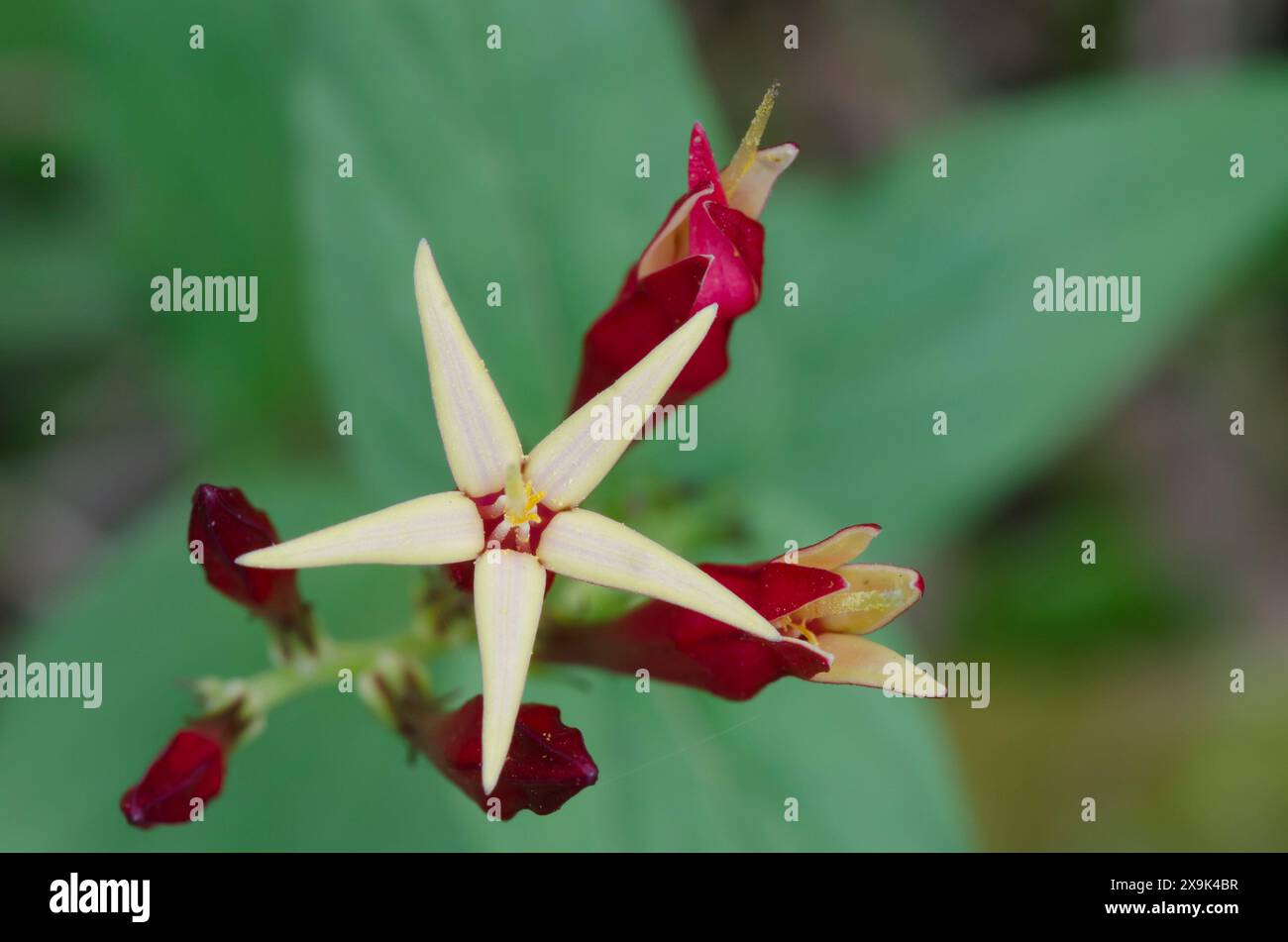 Indian Pink, Spigelia marilandica Stock Photo - Alamy