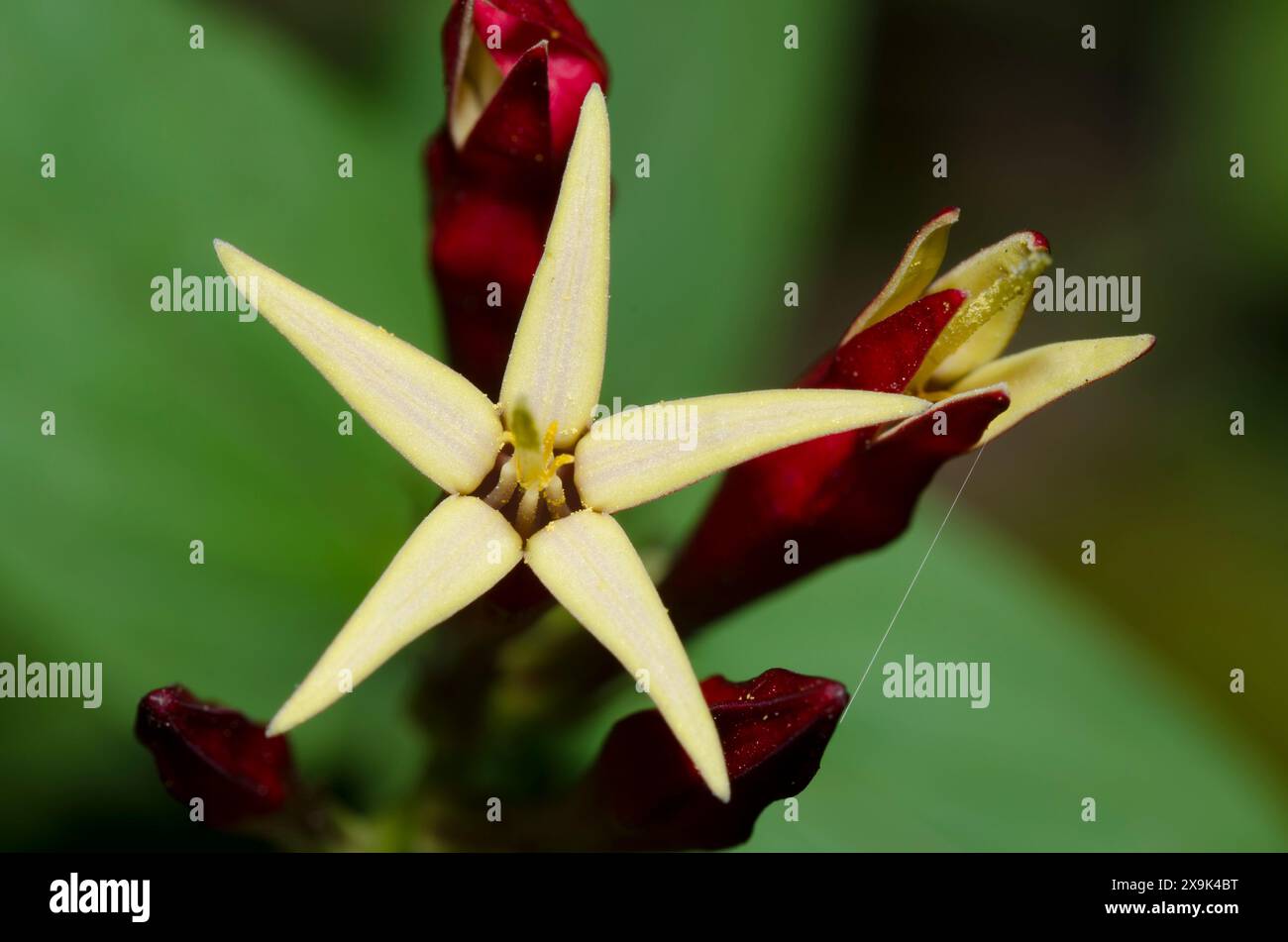 Indian Pink, Spigelia marilandica Stock Photo - Alamy