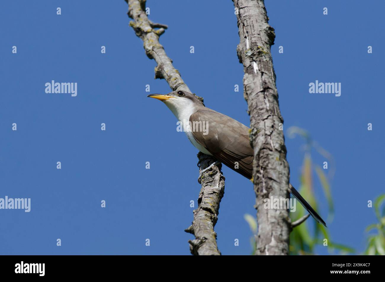 Cuckoo sky hi-res stock photography and images - Alamy
