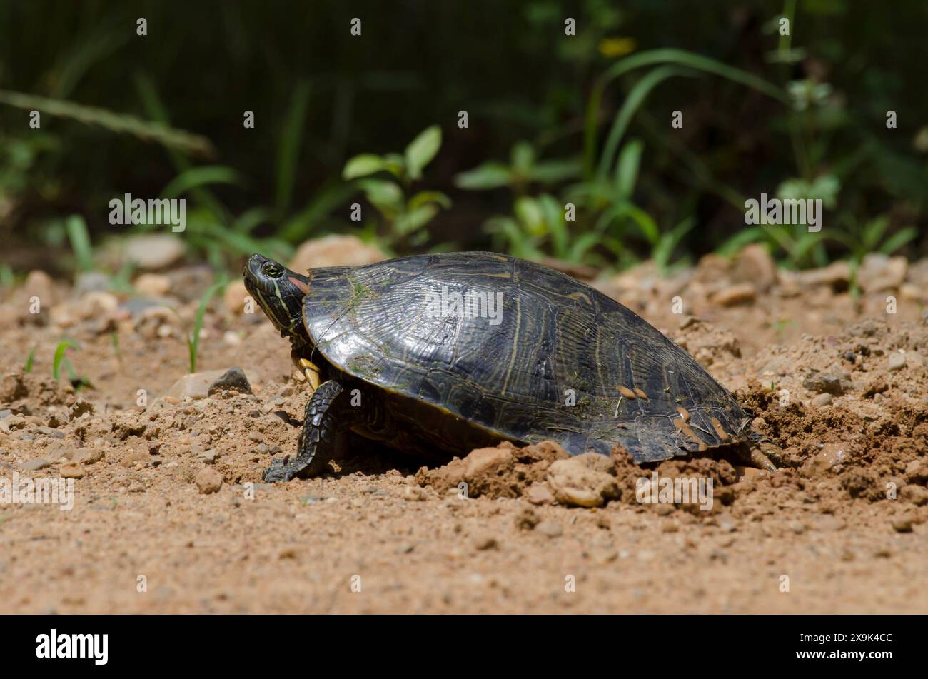 Red-eared slider, Trachemys scripta elegans, female laying eggs Stock ...