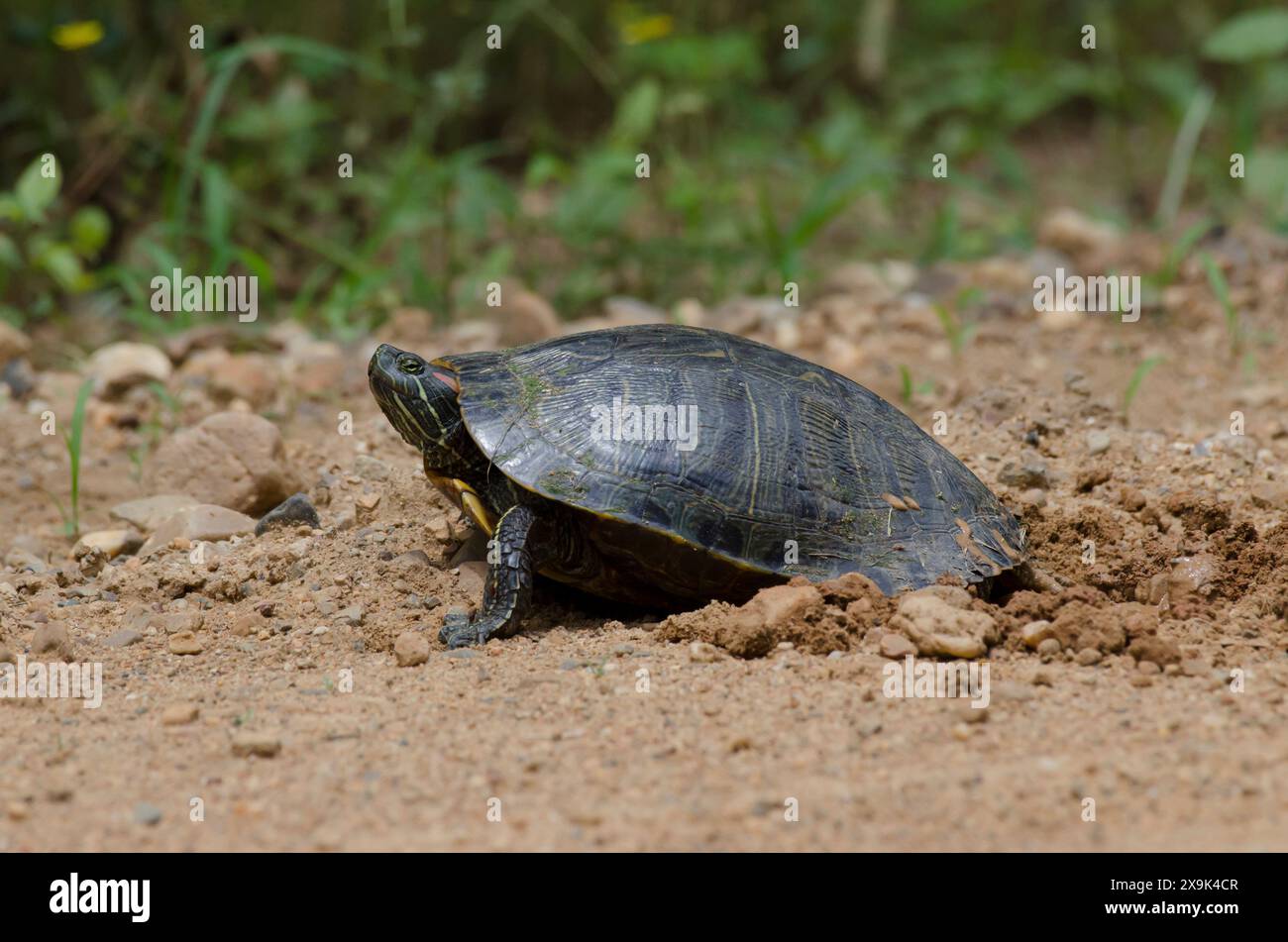 Red-eared slider, Trachemys scripta elegans, female laying eggs Stock ...