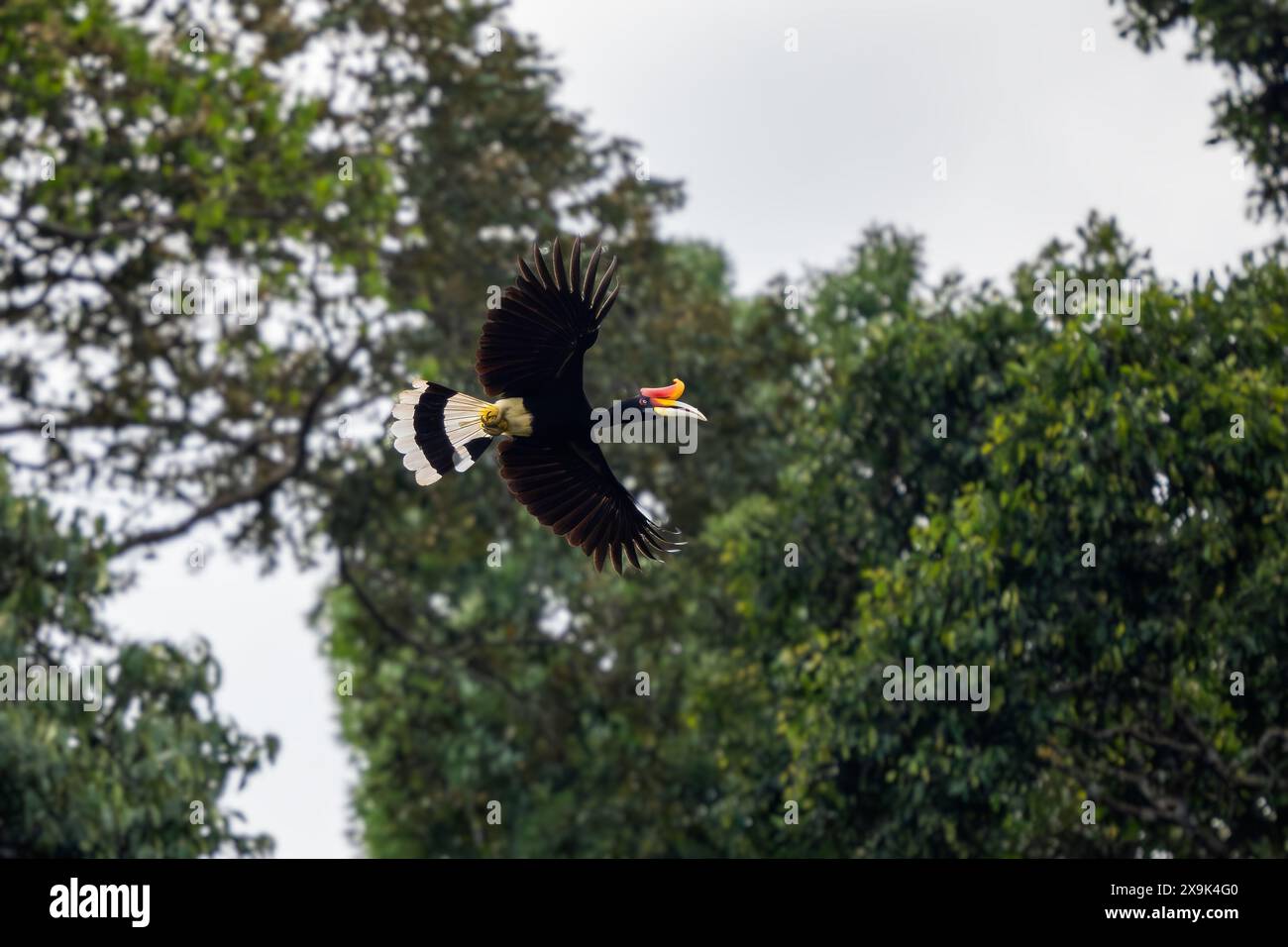 Rhinoceros Hornbill - Buceros rhinoceros, large beautiful iconic bird ...
