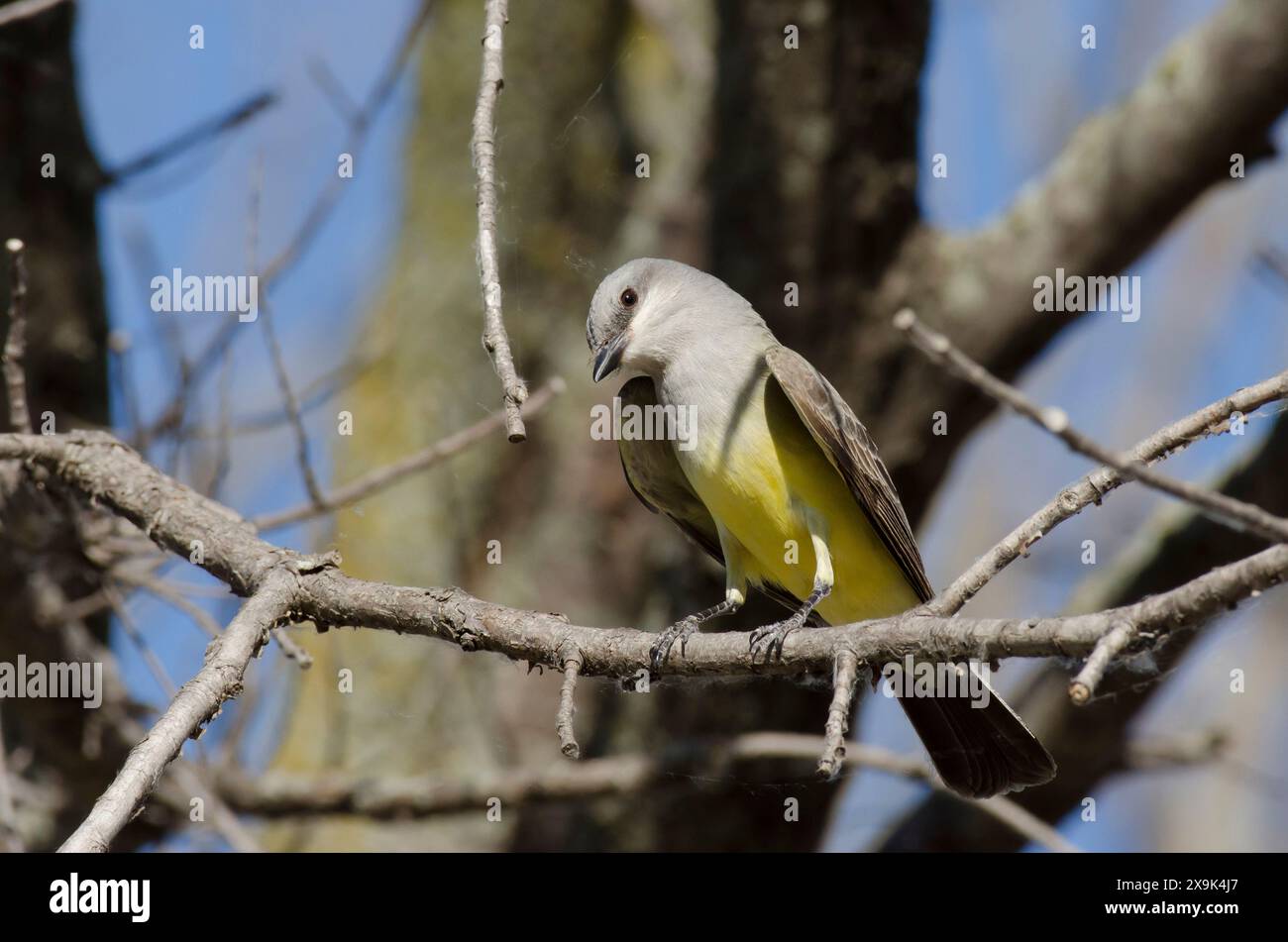 Verticalis hi-res stock photography and images - Alamy