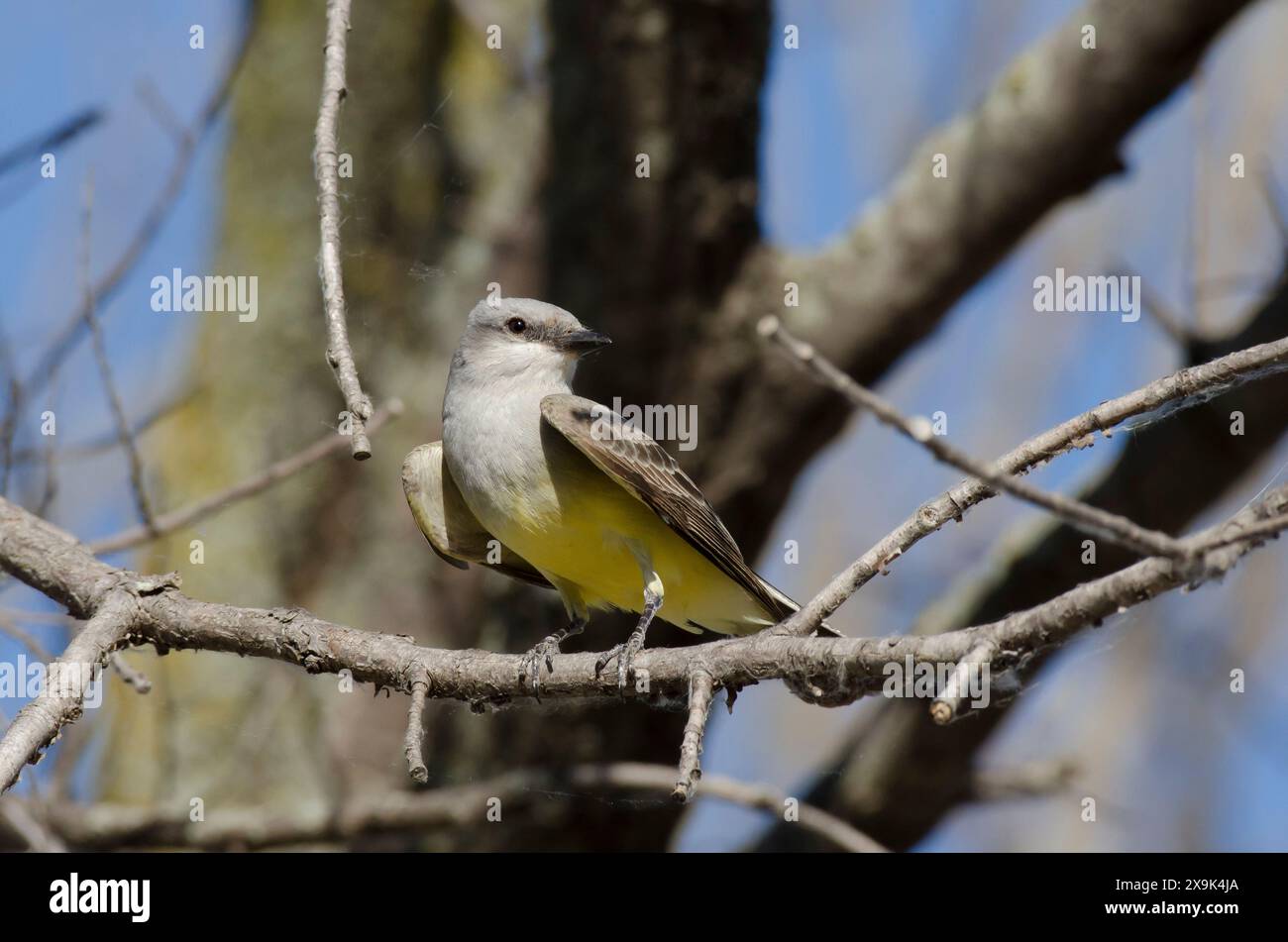 Western Kingbird, Tyrannus verticalis Stock Photo - Alamy