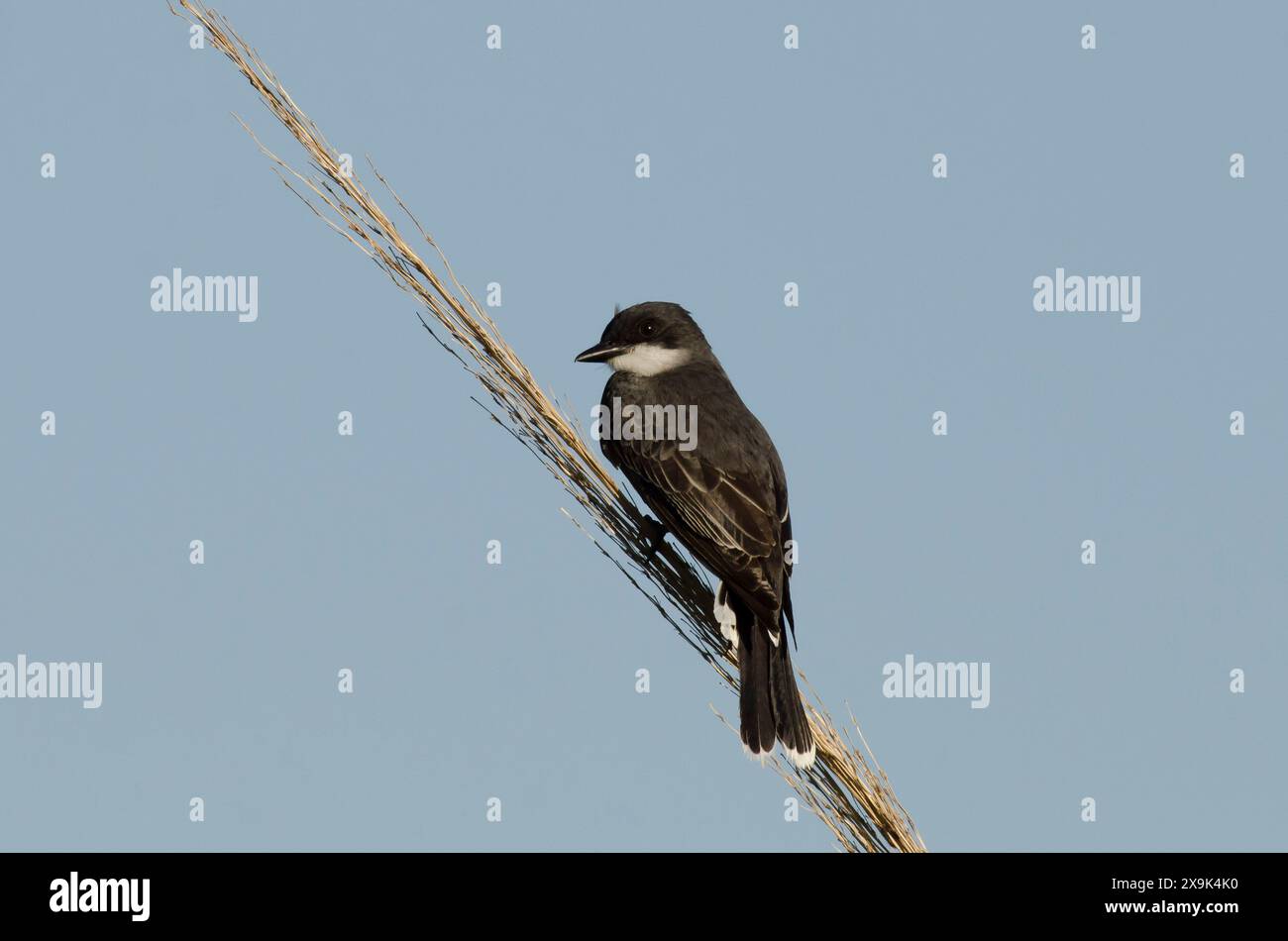 Eastern Kingbird, Tyrannus tyrannus Stock Photo - Alamy